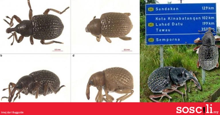 Antanom: Hero Sabah yang berasal dari suku kaum pemburu kepala tersohor!