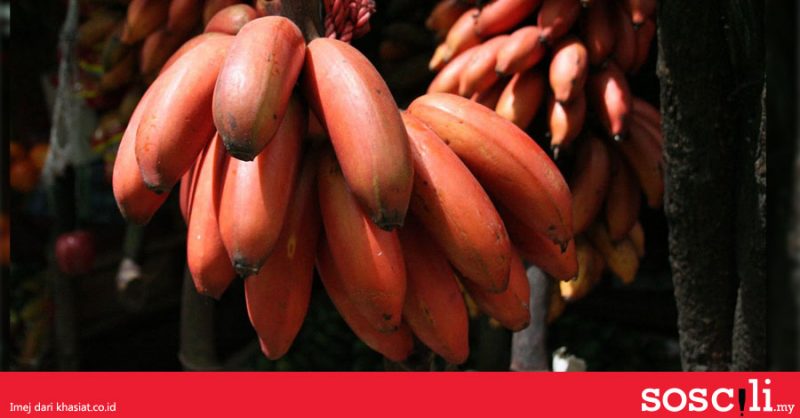 pisang merah | SOSCILI
