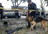 Unit K9: Anjing pengesan PDRM yang mengesan apa yang manusia tak mampu ...