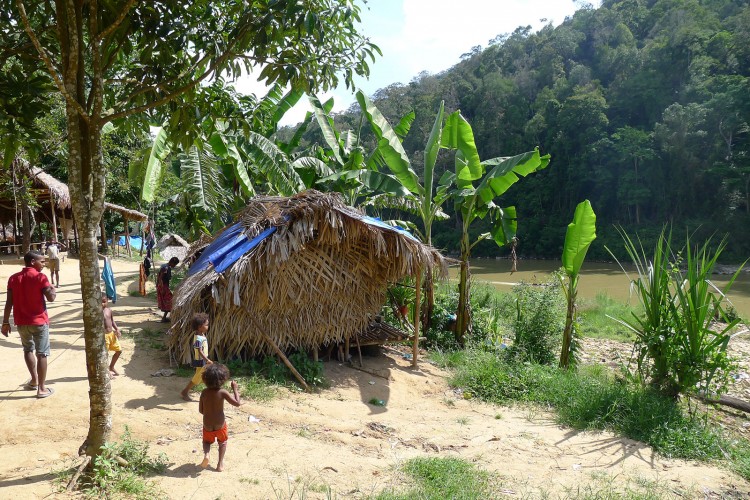 Pengorbanan Orang Asli Batek: Masyarakat PEMALU yang menjadi warisan negara